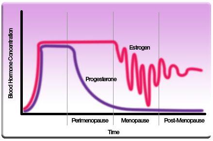 The Lifecycle of Menopause | Damozelle